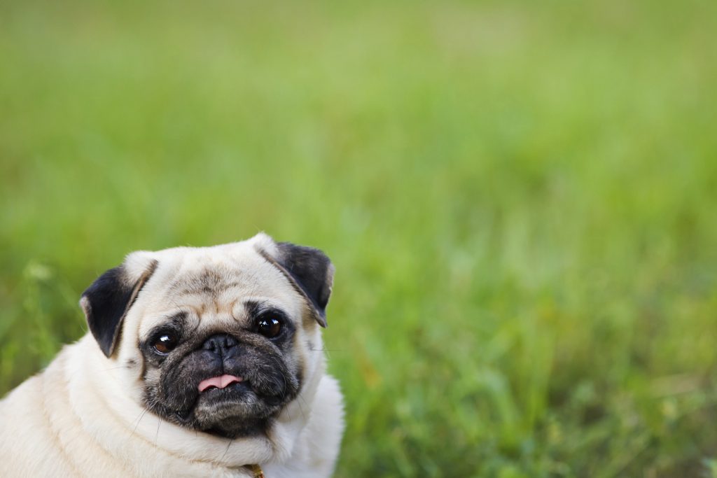 BEEVET_iStock_000019713022_Medium | BeeVet Animal Hospital | BeeVet ...