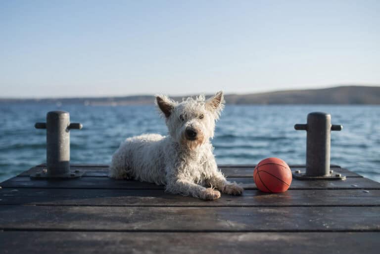 Water Dogged: Boat And Lake Safety For Pets | BEEVET Animal Hospital