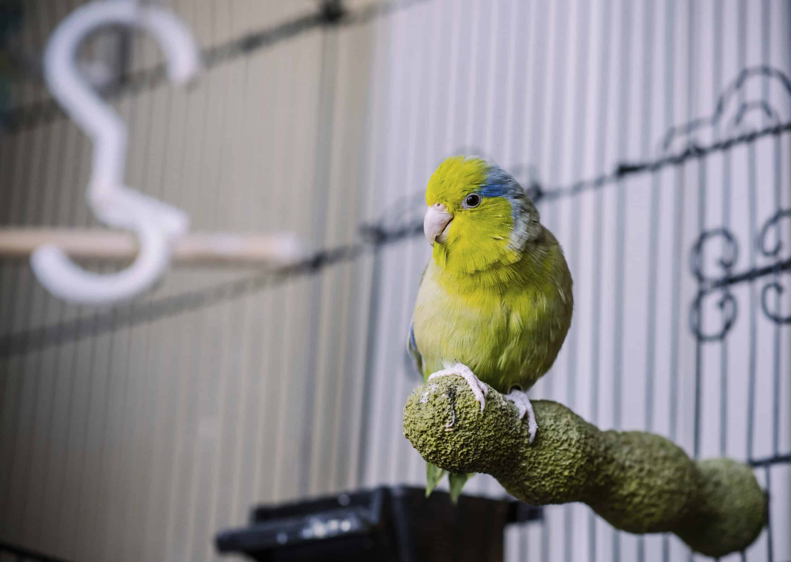 Green Parrotlet | BEEVET Animal Hospital