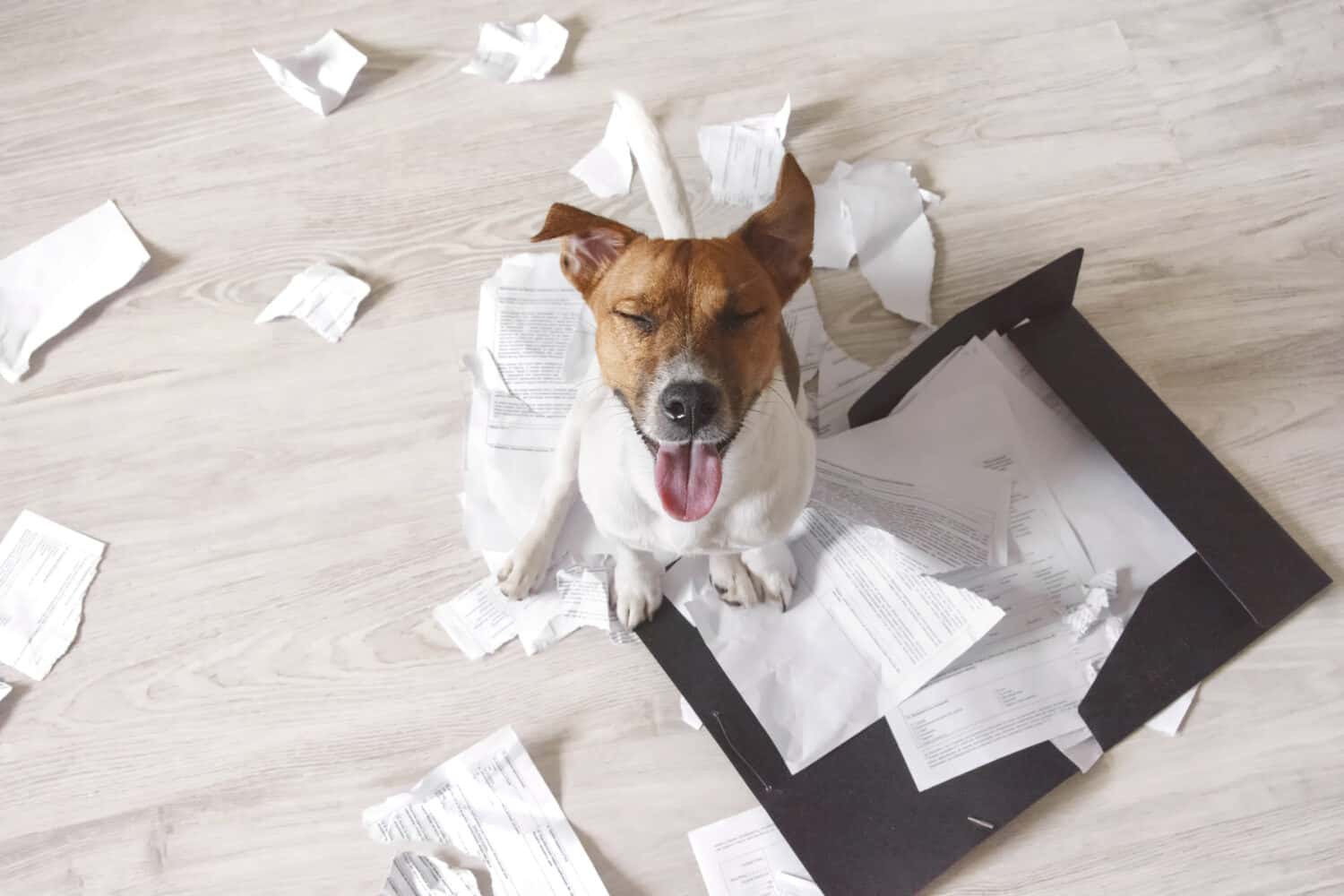 The Dog Ate My Homework! What to Know When Your Pet Ate Something ...