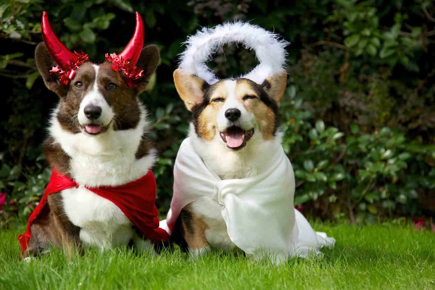 This Season’s Best Costume Ideas for Pets