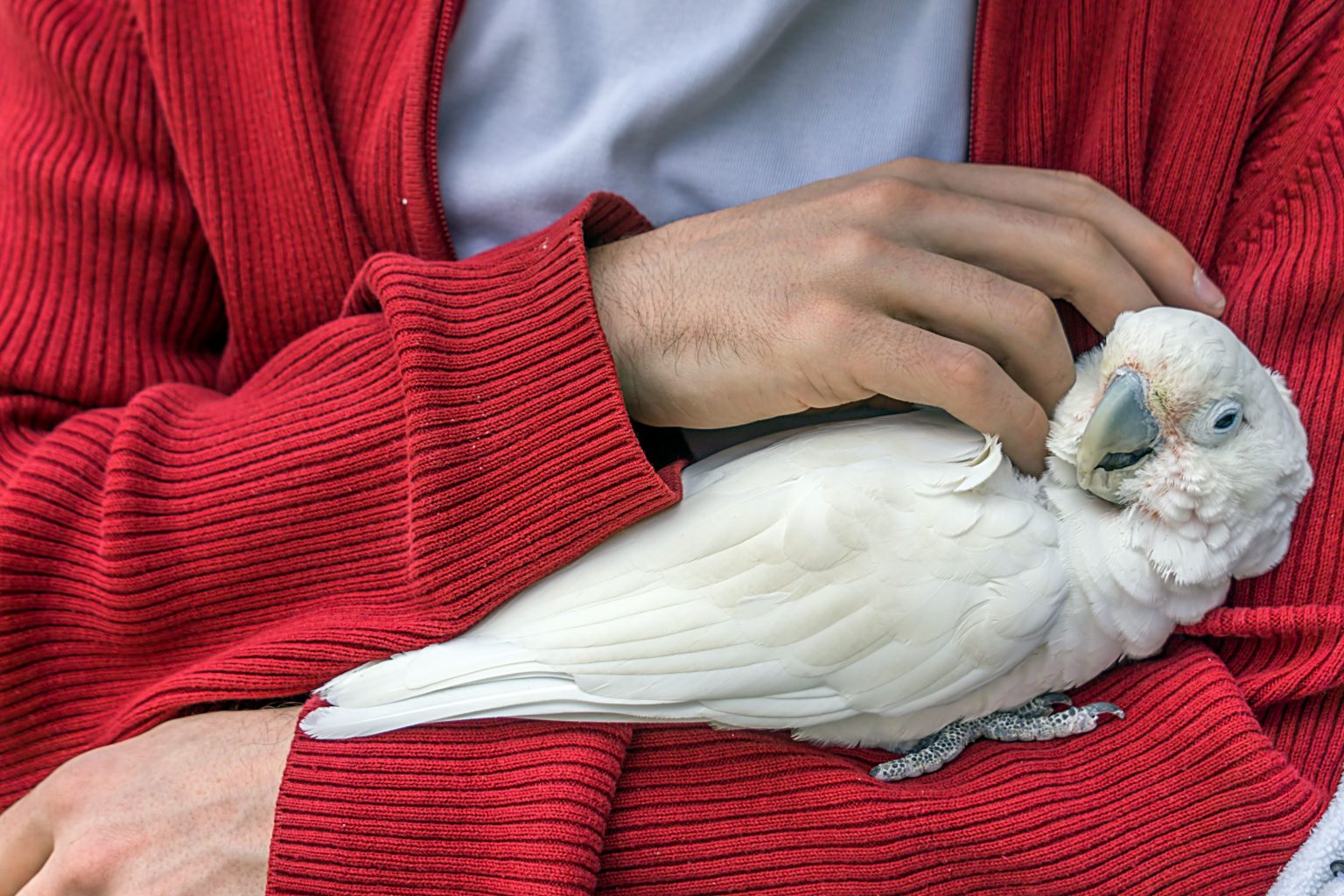 The 5 Most Common Pet Birds | BeeVet Animal Hospital