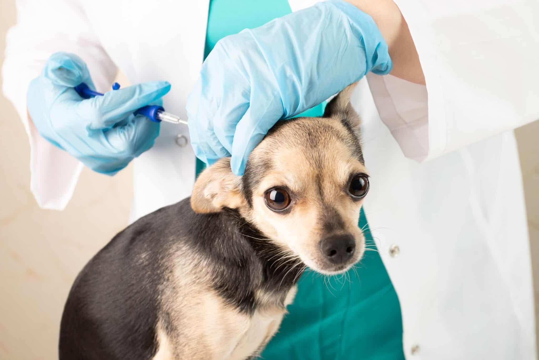 How Does a Pet Microchip Work and Does My Pet Need a Microchip ... How Does a Pet Microchip Work and Does My Pet Need a Microchip ...