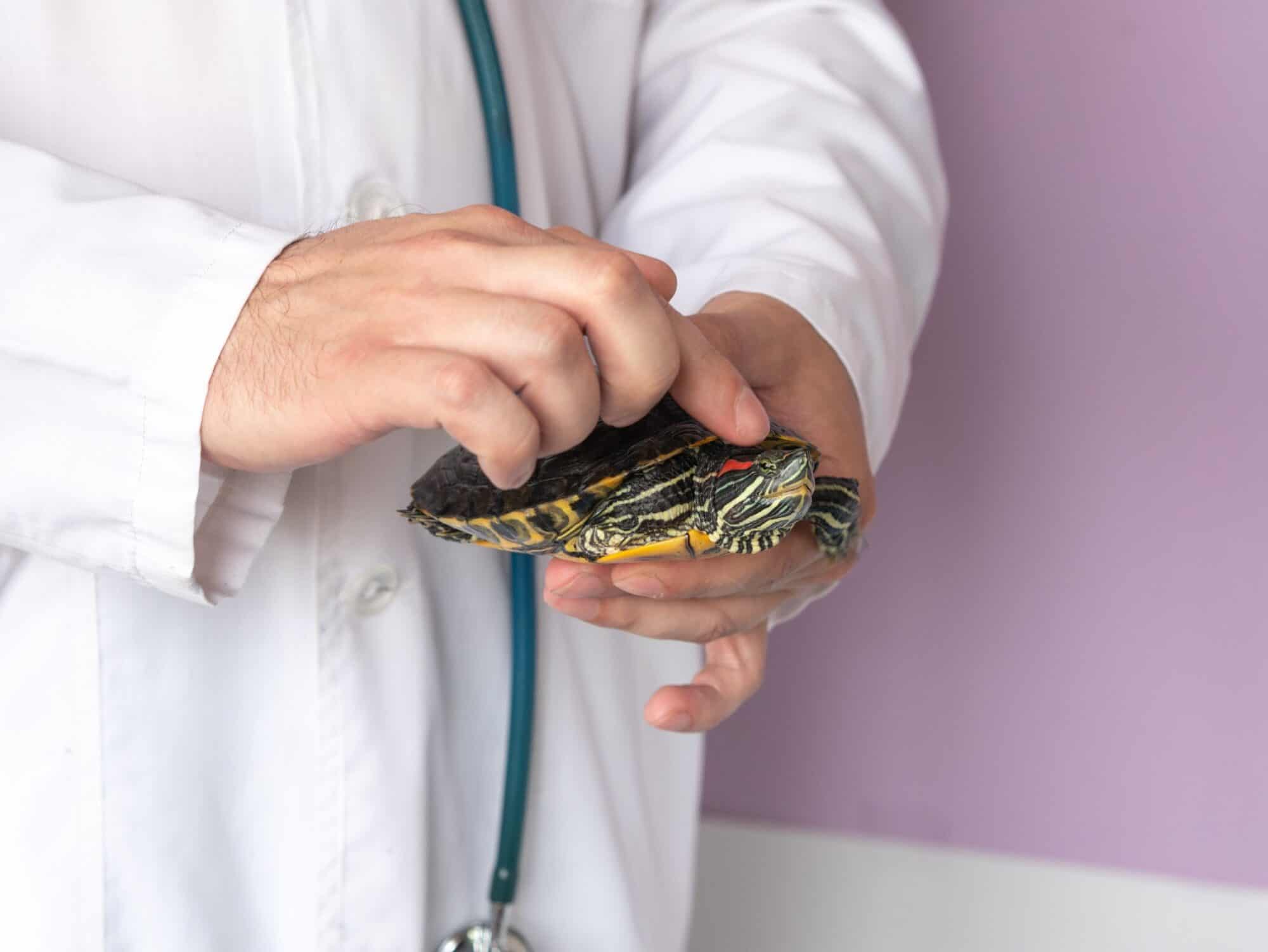 Semi-Aquatic, Totally Awesome: Caring for a Red- Eared Slider Turtle ...
